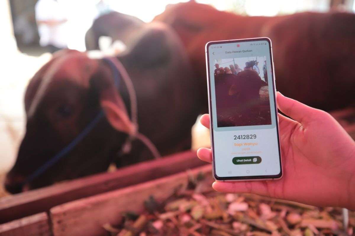 Pastikan Hewan Qurban Layak dan Sehat, DKPP Kota Bandung Lakukan ...